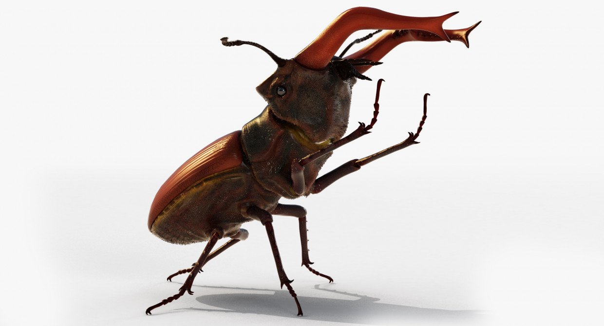 3d visualization Lucanus Cervus 3D model | 3dlancer.net
