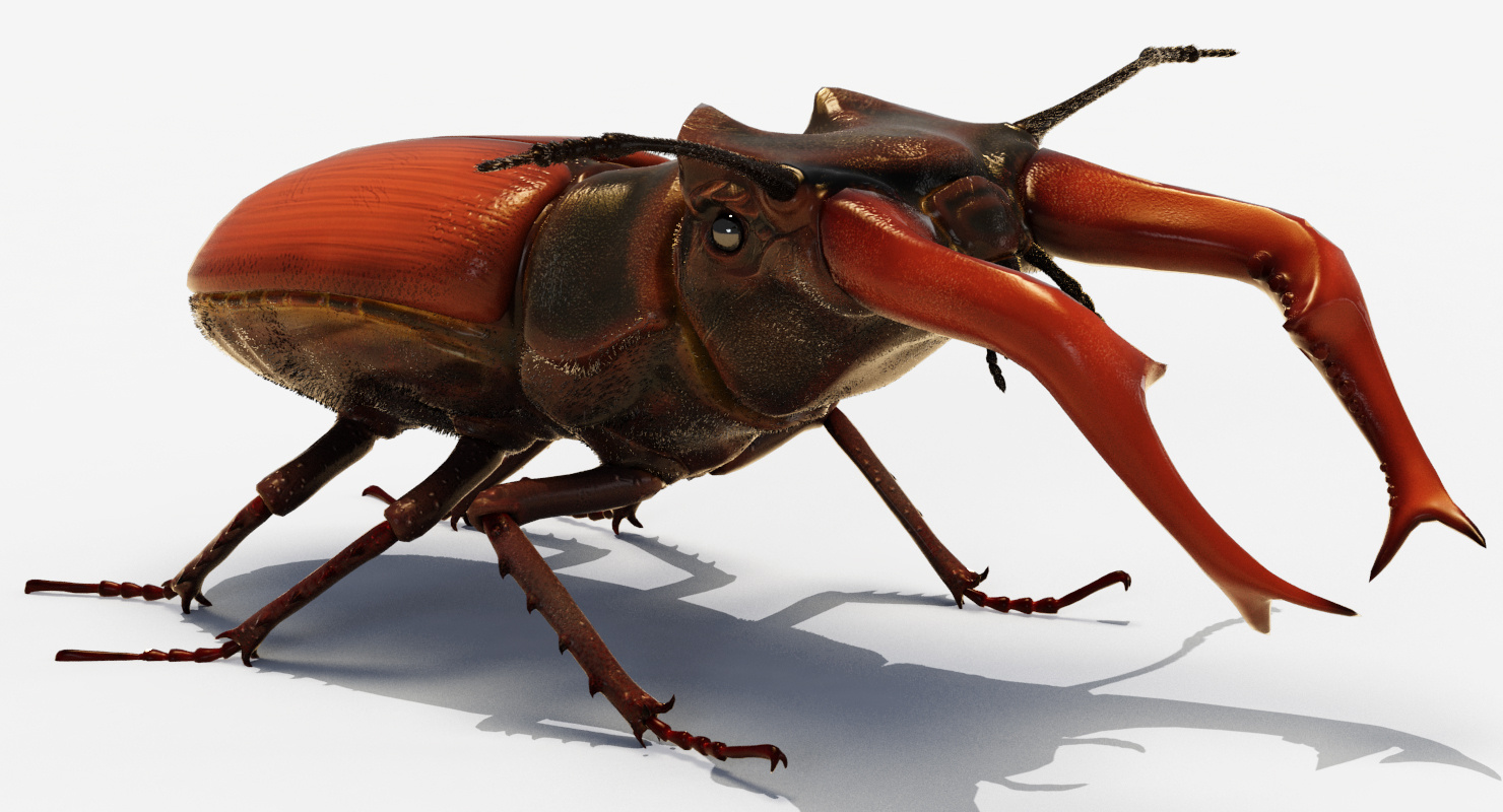 3d visualization Lucanus Cervus 3D model | 3dlancer.net