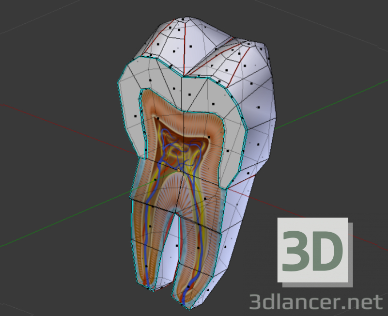 3d model Tooth Structure | 22120 | 3dlancer.net