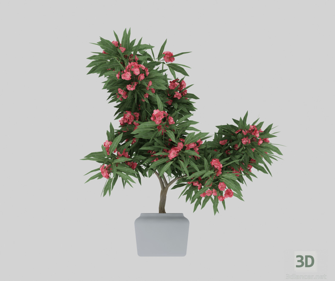 3d model Oleander blooming | 19591 | 3dlancer.net