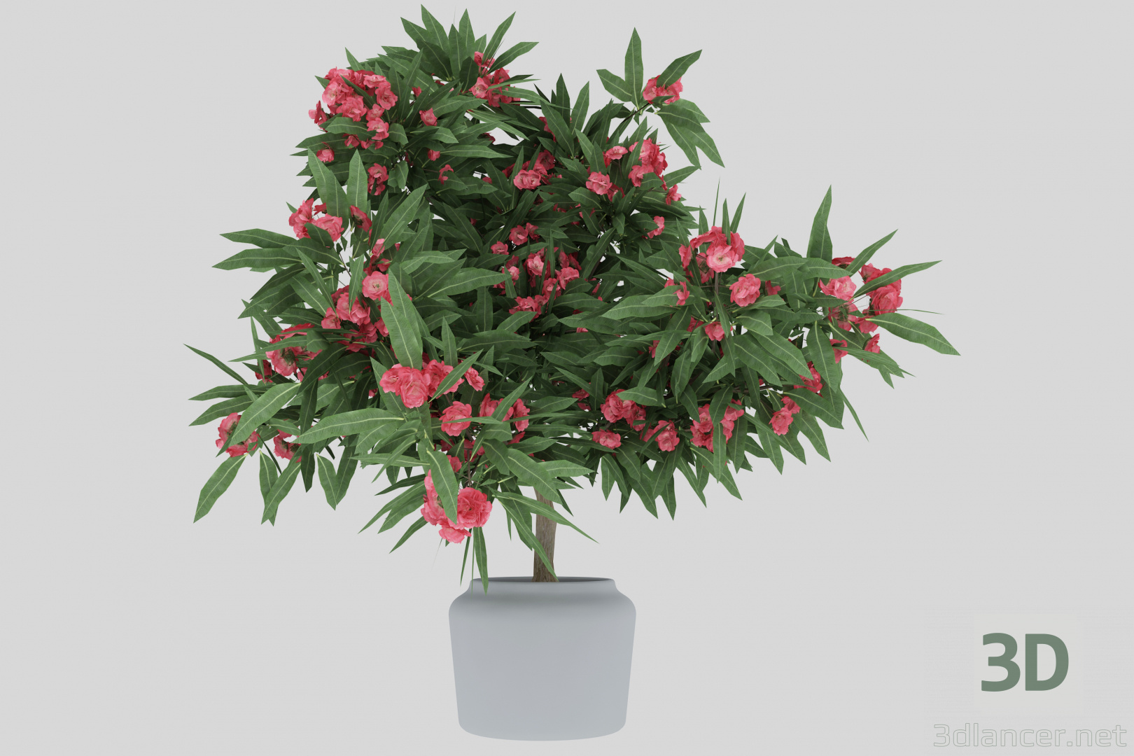 3d model Oleander blooming | 19591 | 3dlancer.net