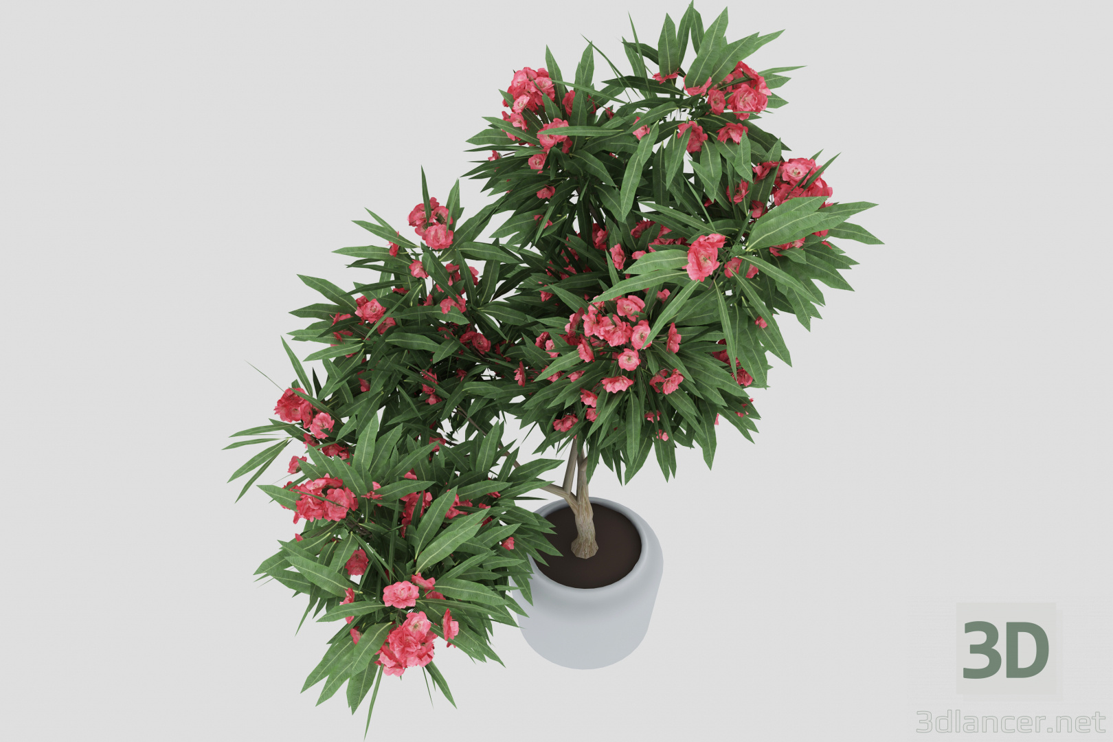 3d model Oleander blooming | 19591 | 3dlancer.net