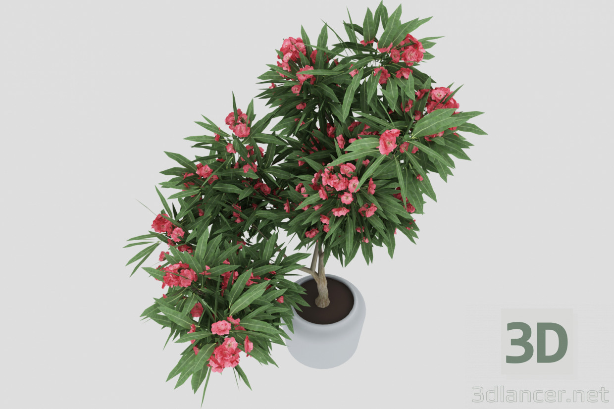 3d model Oleander blooming | 19591 | 3dlancer.net