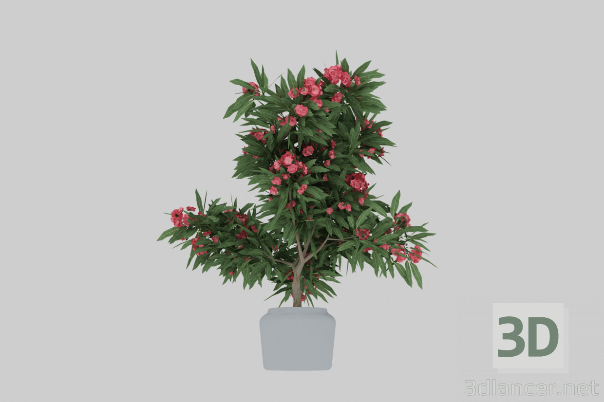 3d model Oleander blooming | 19591 | 3dlancer.net