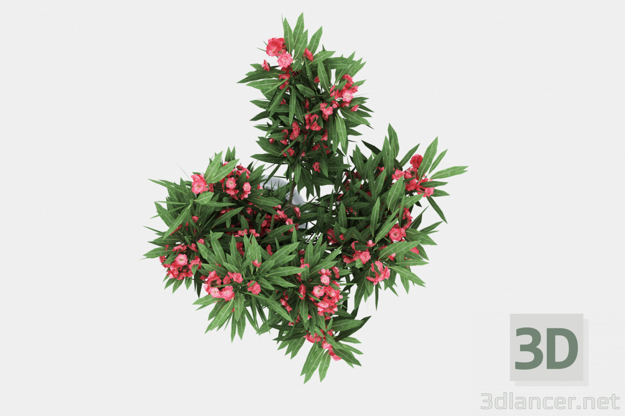3d model Oleander blooming | 19591 | 3dlancer.net