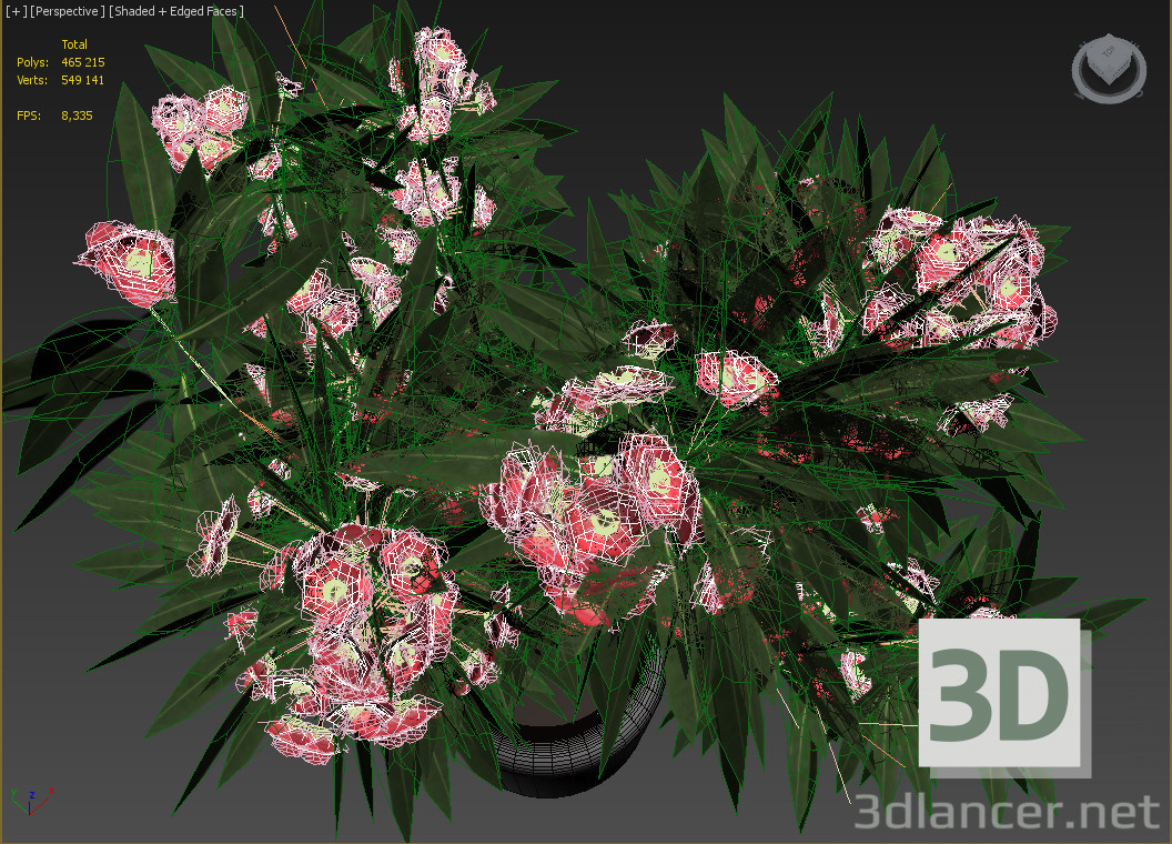 3d model Oleander blooming | 19591 | 3dlancer.net