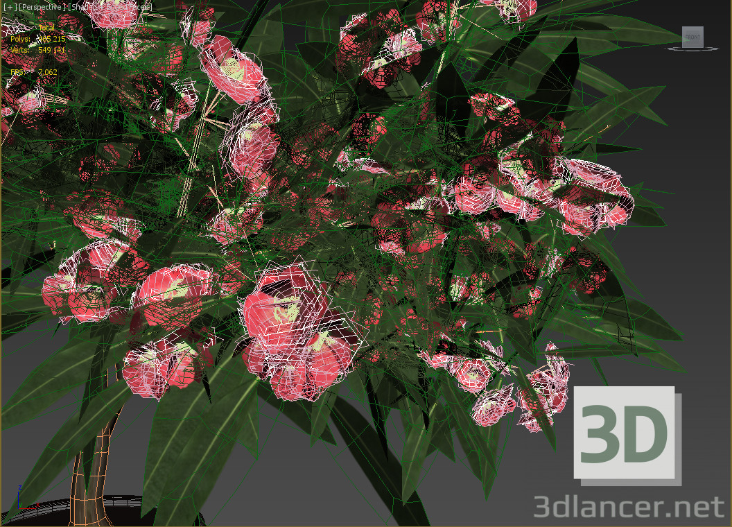 3d model Oleander blooming | 19591 | 3dlancer.net