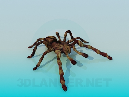 3d model Spider | 8673 | 3dlancer.net