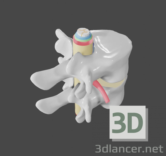 3d model Lumbar spine | 49007 | 3dlancer.net