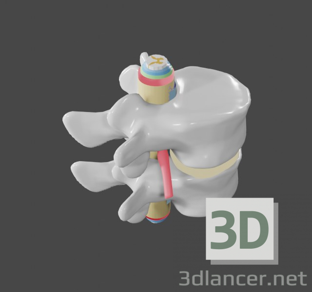 3d model Lumbar spine | 49007 | 3dlancer.net
